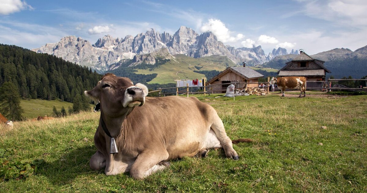 Malga Bocche - Fiemme