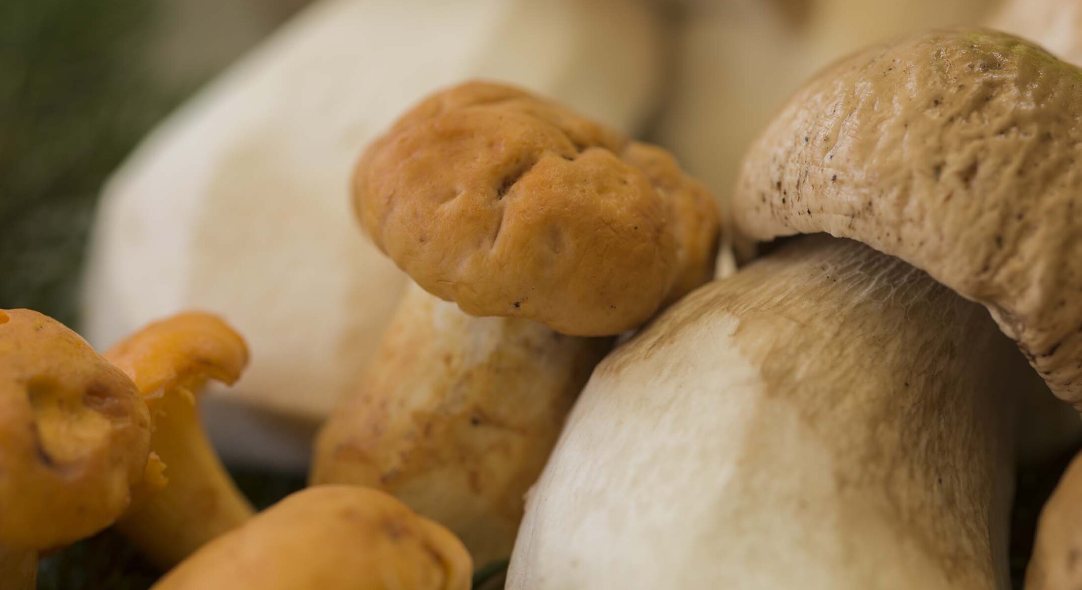 Raccolta funghi - Fiemme